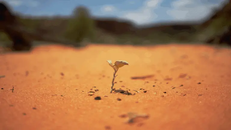 The Incorruptible Seed and How It Relates to Sonship